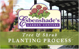 How to Plant Trees & Shrubs