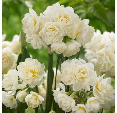 Rotteveel Live Flower Bulbs, Indoor Narcissus Erlicheer Paperwhite (1 ...