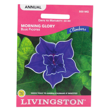 Livingston Seed Morning Glory Blue Picotee Seeds Packet - Esbenshades