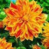 DAHLIA EXPLOSION X2 - Esbenshades