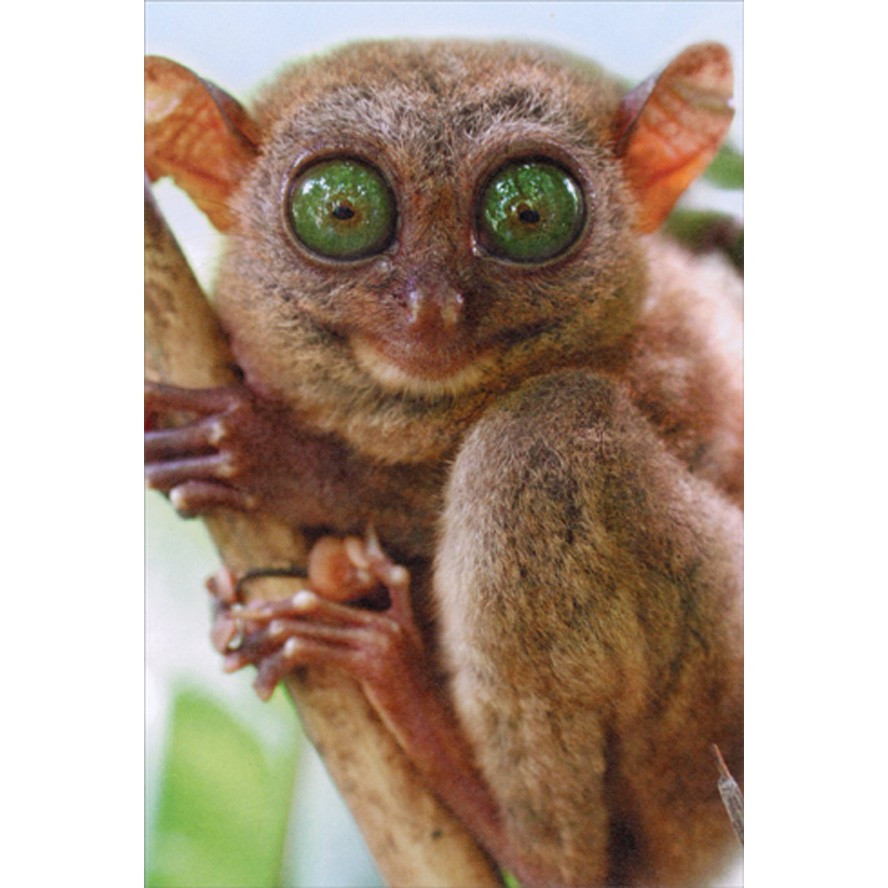 Green Eyed Tarsier Funny / Humorous Birthday Card | PaperCards.com