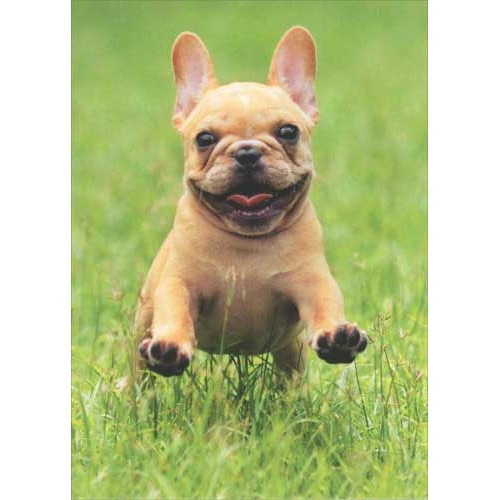 Frenchie Jumping in Grass Cute Dog Valentine's Day Card | PaperCards.com