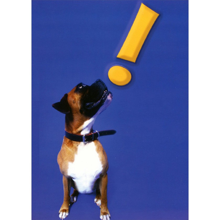 Dog and Large Yellow Exclamation Point Funny : Humorous Friendship Card ...