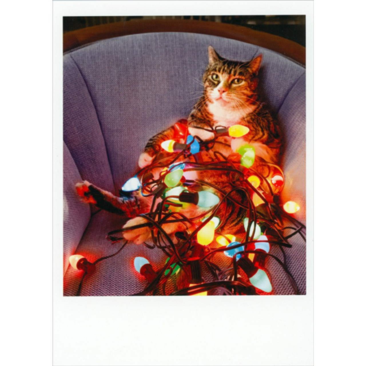 Funny Cat Christmas Cards PaperCards Shop Online funny-cat-christmas-cards-papercards-shop-online
