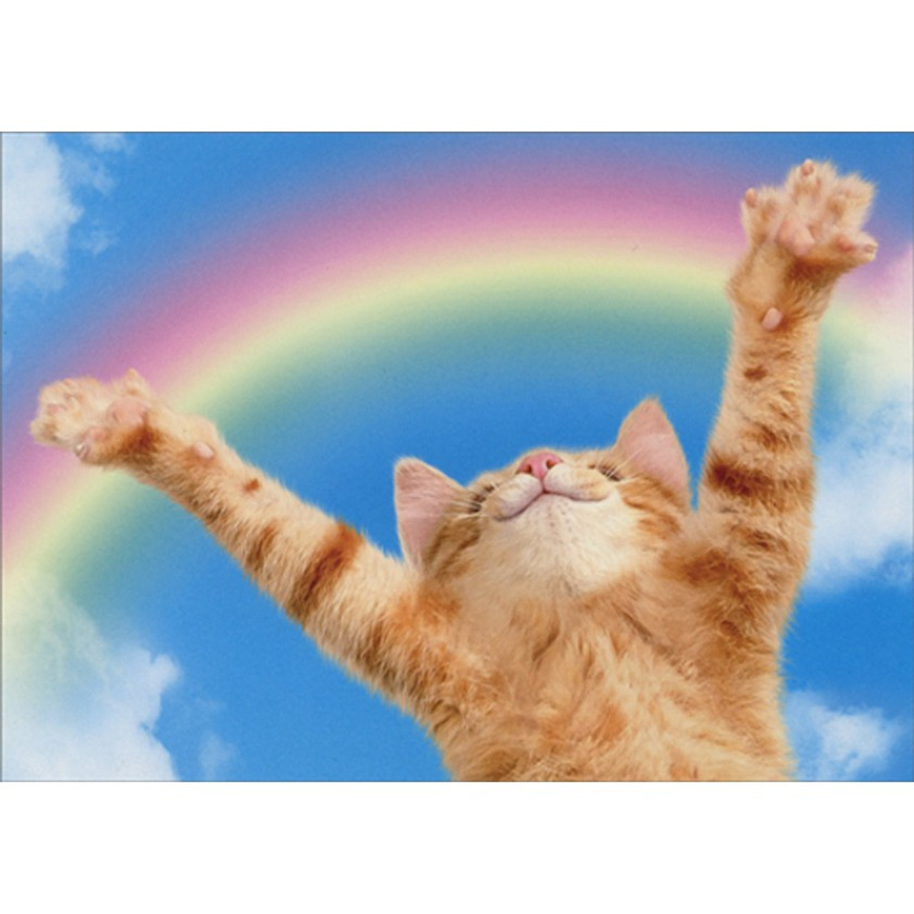 Kitten Rainbow Funny Humorous Cat Congratulations Card