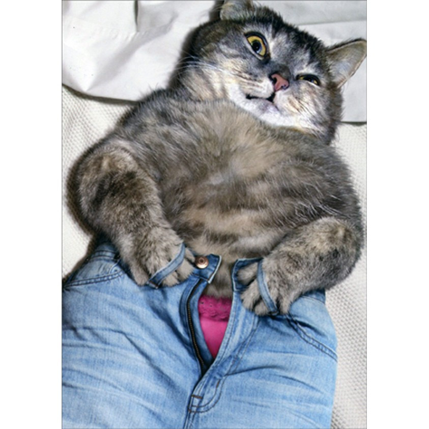 Cat Struggling to Button Blue Jeans Funny / Humorous Feminine Just for ...