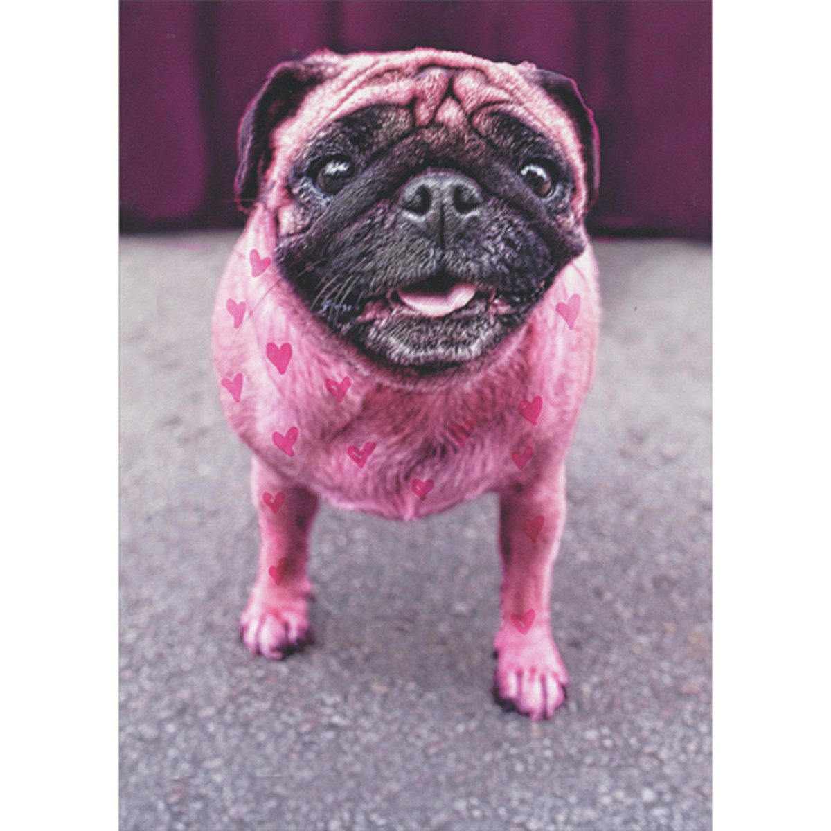 Pink Pug with Small Hearts on Fur Photo Funny / Humorous Dog Valentine ...