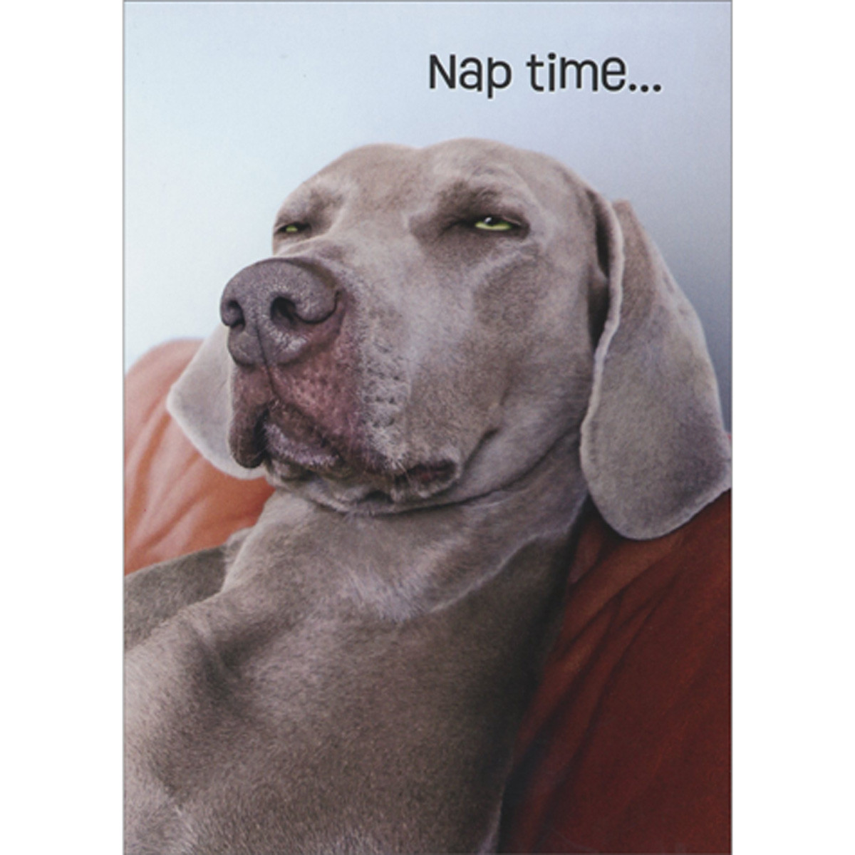 Gray Dozing Weimaraner: Nap Time Funny / Humorous Dog Birthday Card ...