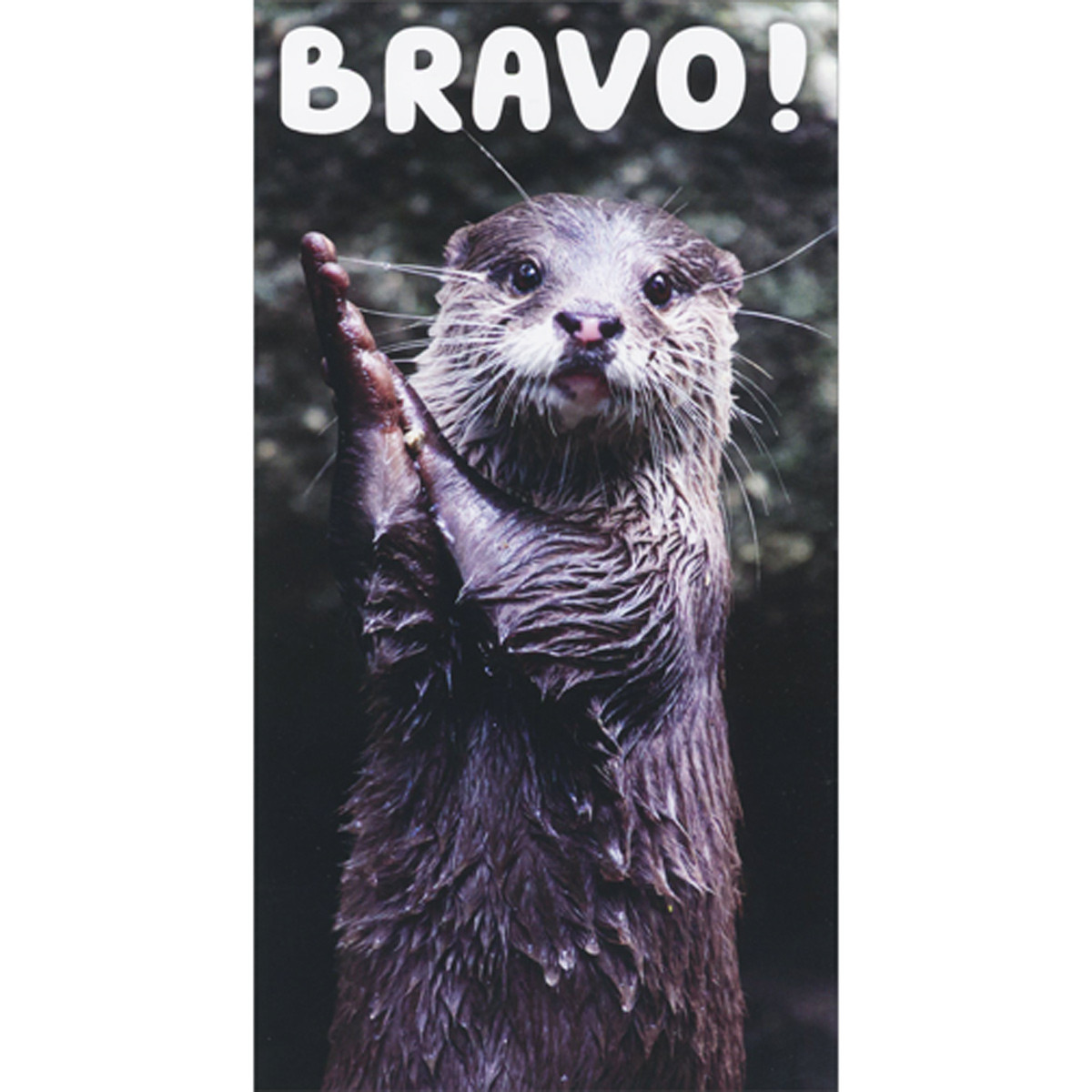 Bravo: Otter Clapping Photo Money Holder / Gift Card Holder Graduation ...