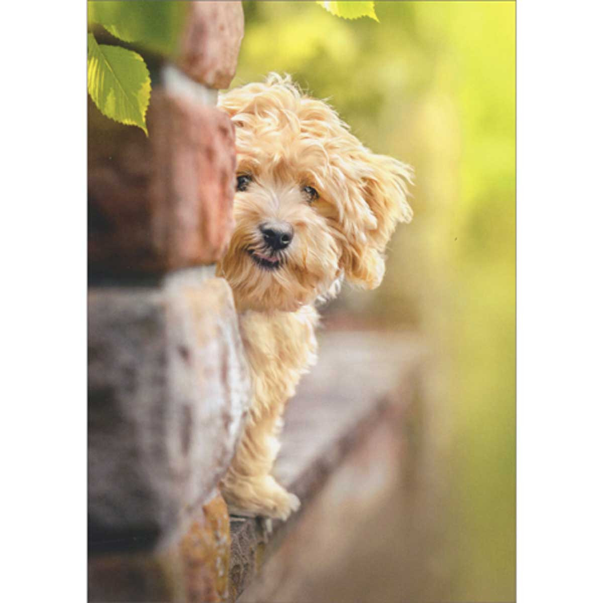 Cute Dog Looking Around Corner on Brick Ledge Friendship Card ...