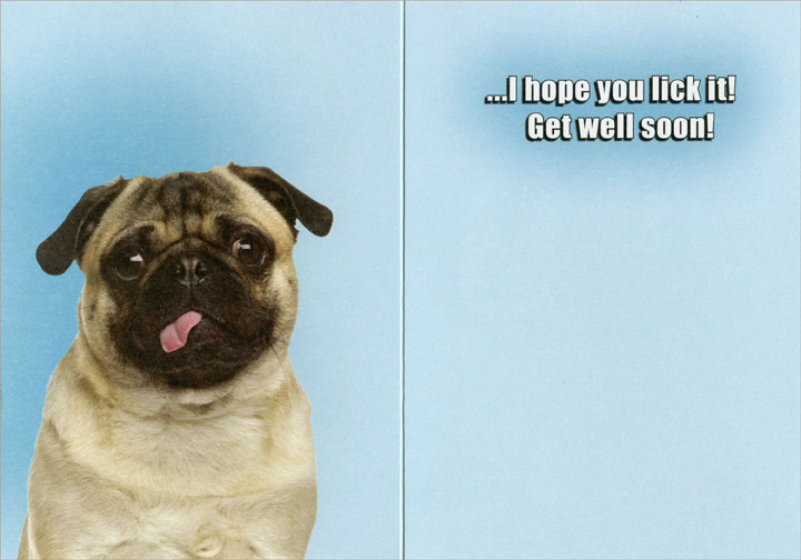Whatever It Is Pug Funny / Humorous Dog Themed Get Well Card ...