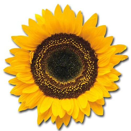 Common Sunflower Die Cut Blank Note Card | PaperCards.com
