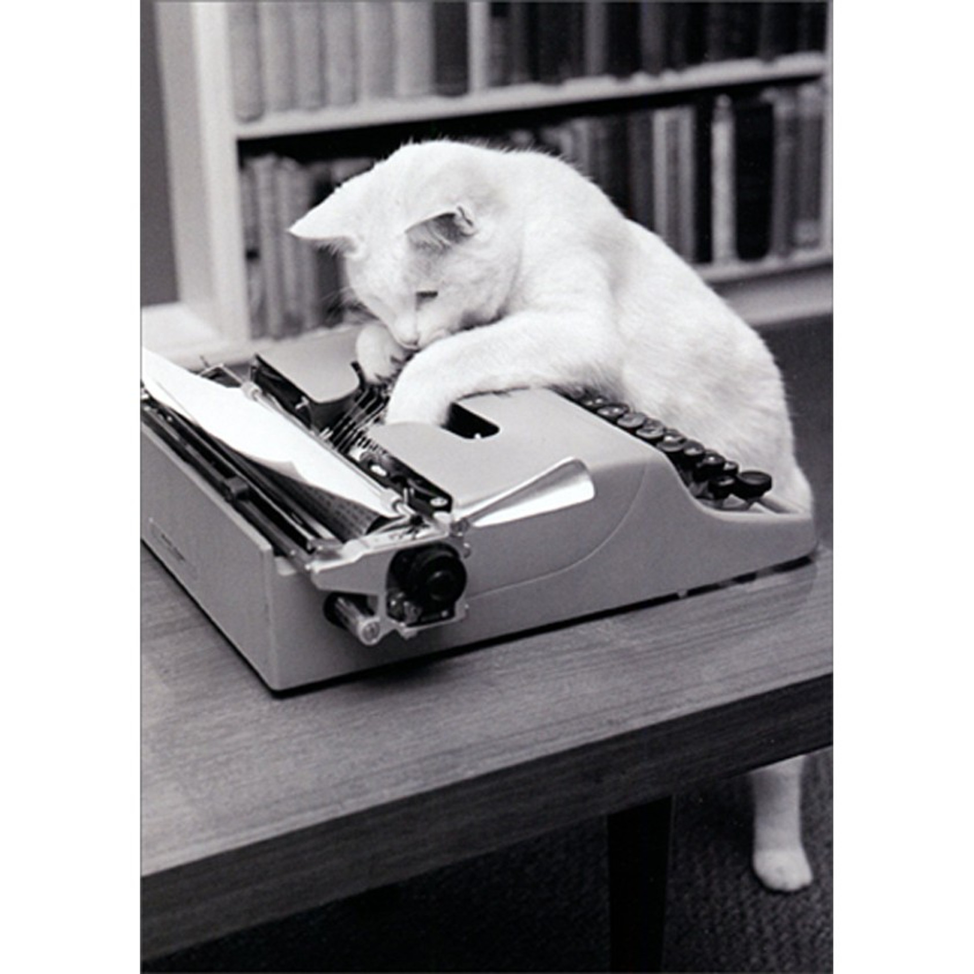 Typewriter Cat Humorous Funny Birthday Card