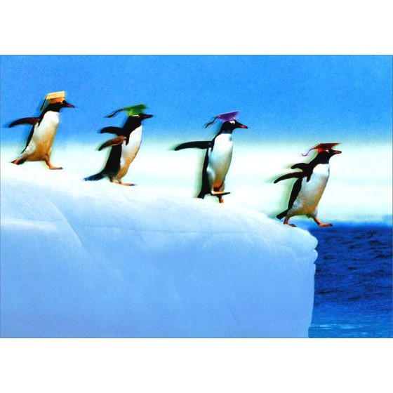 Line of Penguin Grads Graduation Congratulations Card | PaperCards.com
