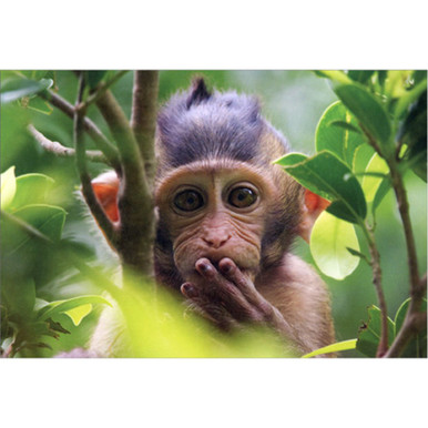 Little Monkey Hiding in Tree Cute Funny / Humorous Birthday Card ...