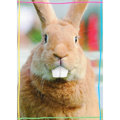 Big Teeth Rabbit Funny Easter Card | PaperCards.com