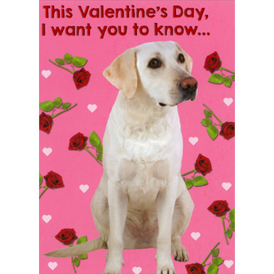 Labrador and Roses on Pink Funny Dog Romantic Valentine's Day Card ...