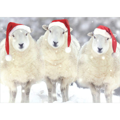 Three Sheep Wearing Santa Hats Funny / Humorous Christmas Card ...
