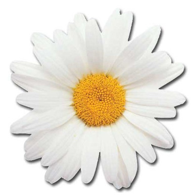 Oxeye Daisy Die Cut Blank Note Card | PaperCards.com