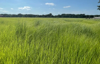 Grasses - Pasture Grasses - Curtis and Curtis Seed