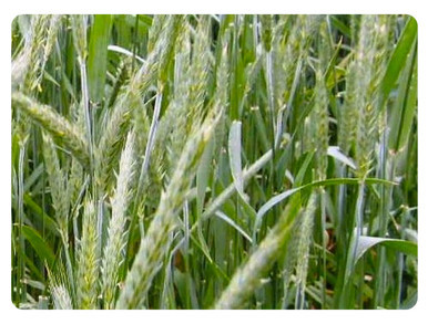 Trical 813 - Beardless Triticale