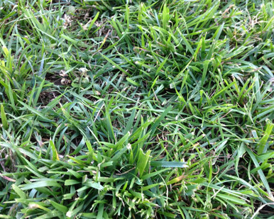 Agriculture Grasses - Shop Grass Seed