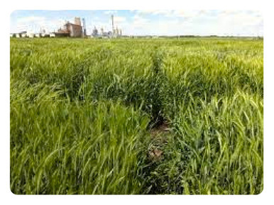 Sterile Triticale, Quickguard - Curtis and Curtis Seed