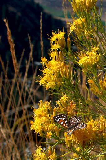 Rubber Rabbitbrush