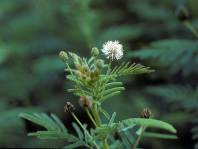 Agriculture Wildflowers from Curtis and Curtis