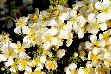 Cliffrose