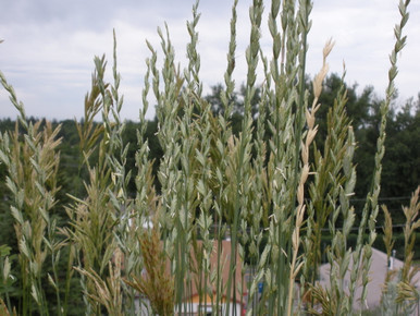 Intermediate Wheatgrass