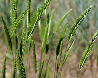 Hycrest Crested Wheatgrass