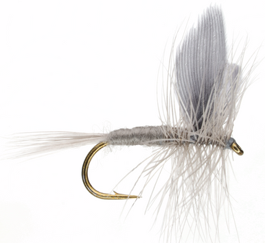 Blue Dun - RoundRocks