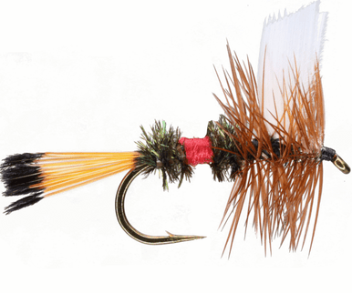 Royal Coachman - RoundRocks