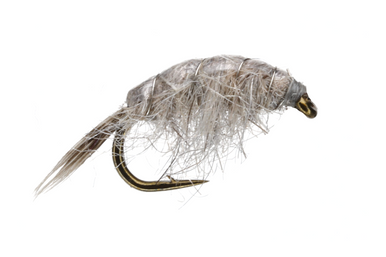 Gray Scud - RoundRocks