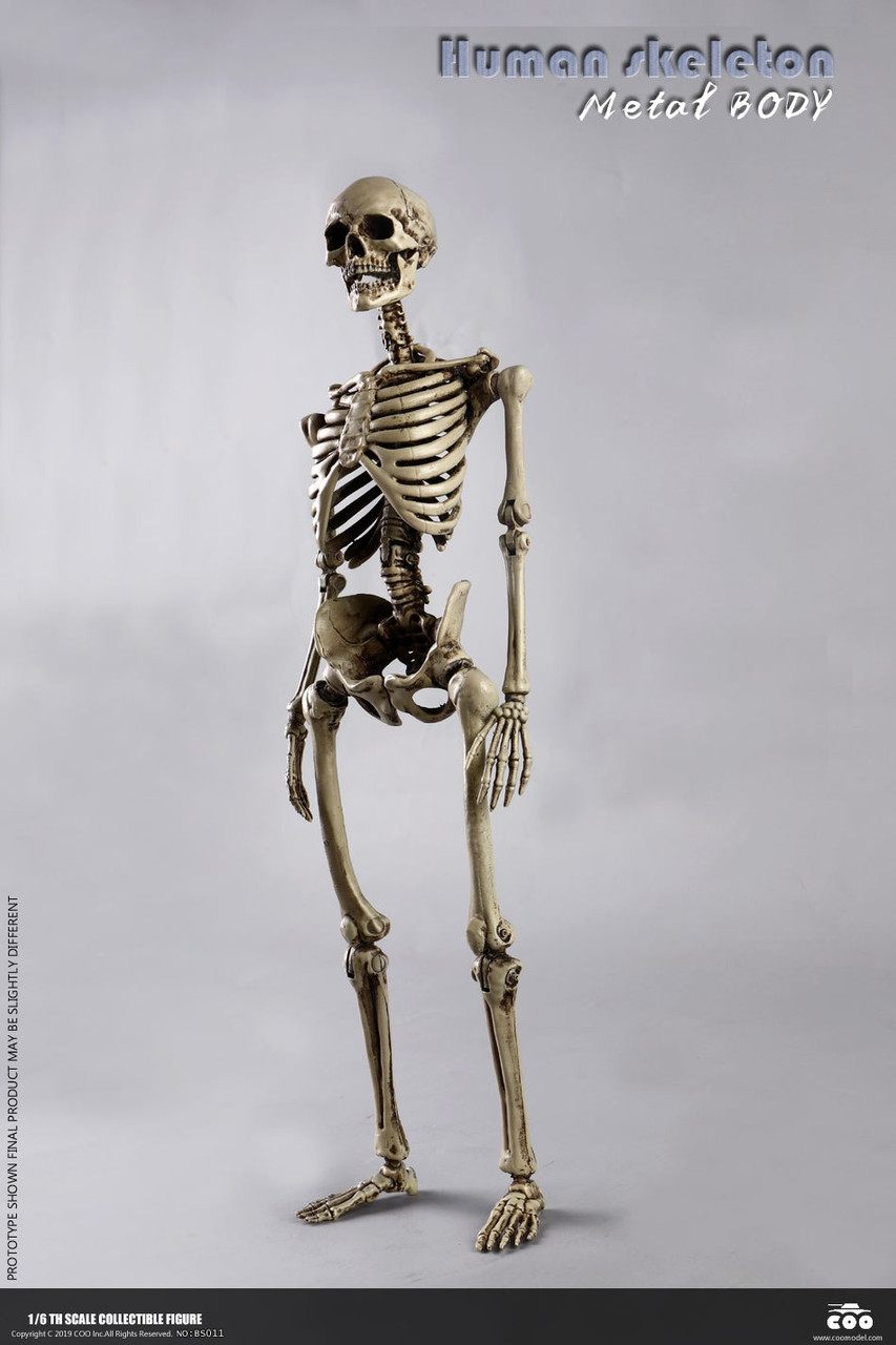 COO Model (CM-BS011) 1/6 Scale The Human Skeleton Figure (Diecast Alloy)