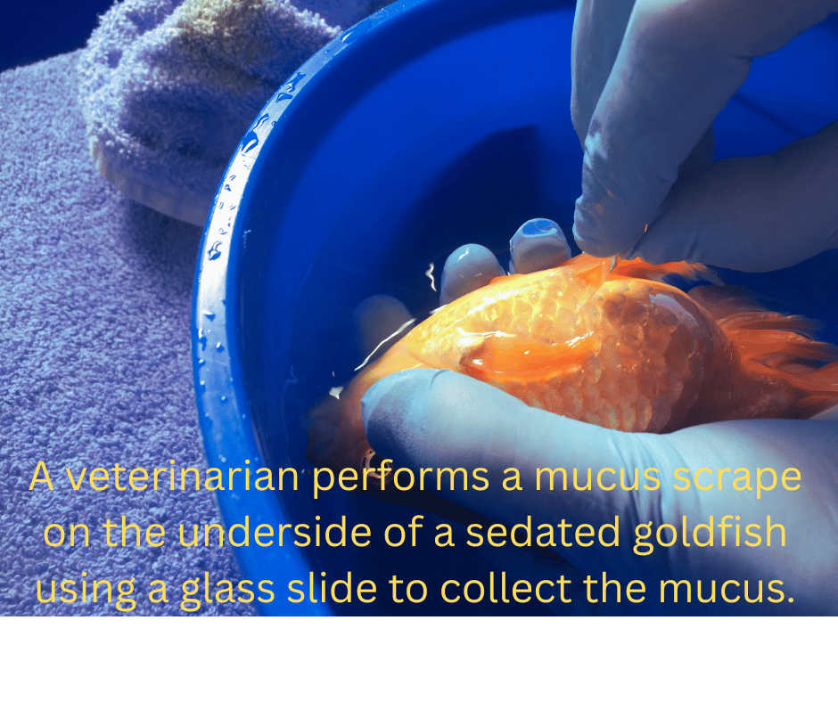 dropsy in fish - FISHICK