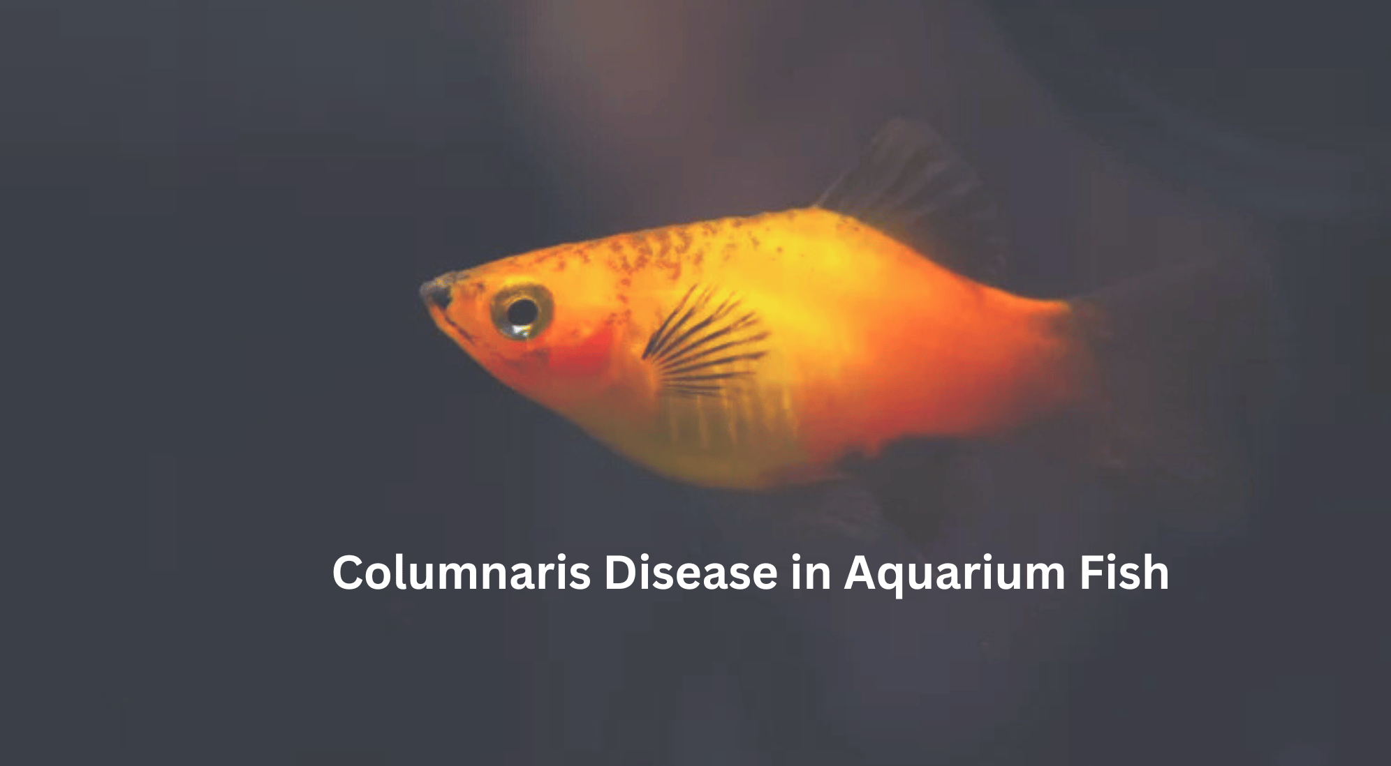 Columnaris Disease in Fish : Causes, Treatment, and Prevention - FISHICK