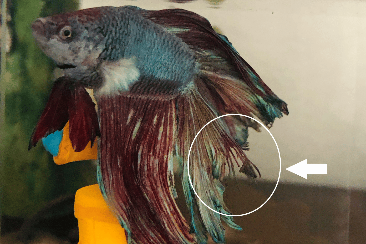 Fin Rot in Aquarium Fish - FISHICK