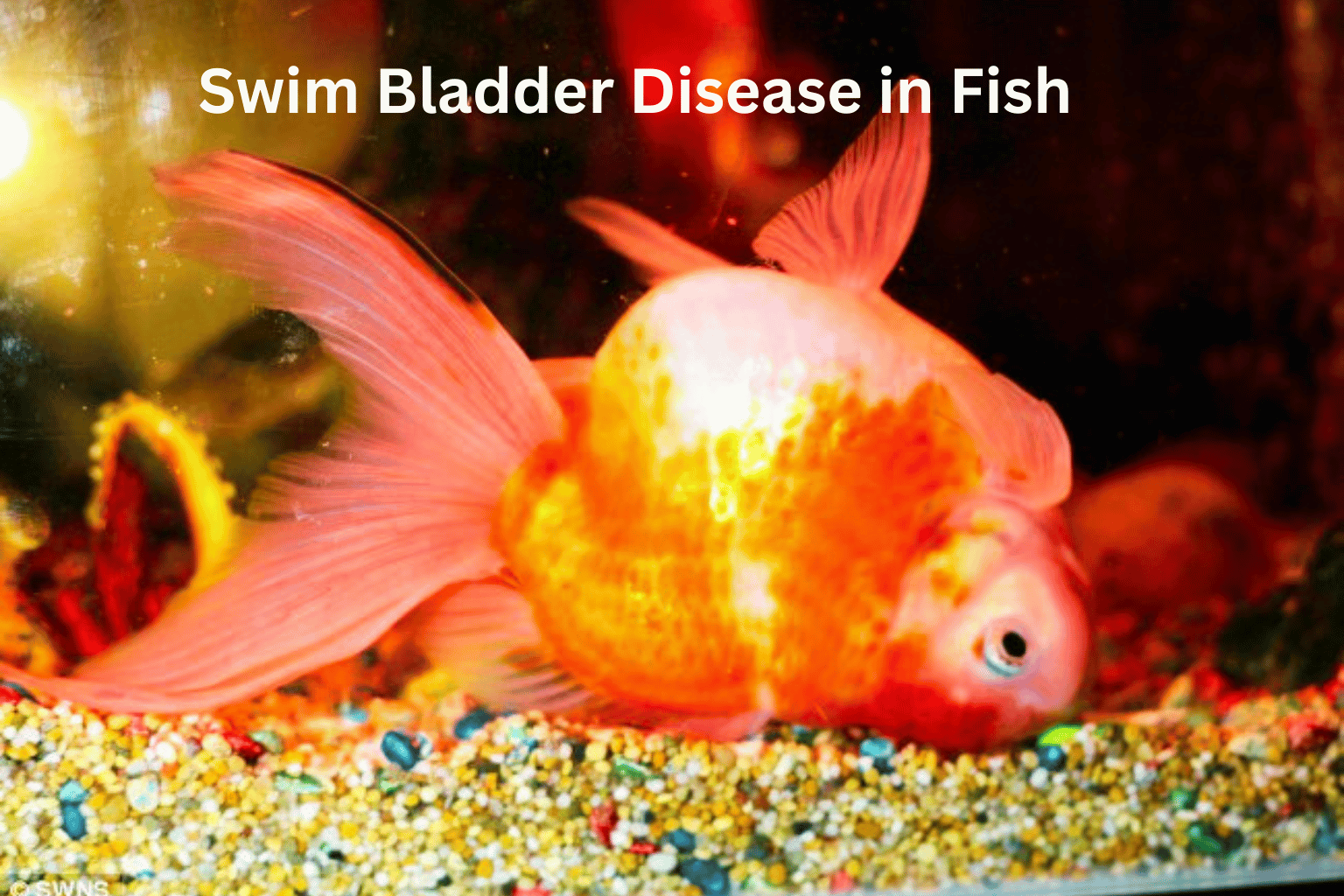 Swim Bladder Disease in Fish: Causes, Symptoms, and Treatment - FISHICK