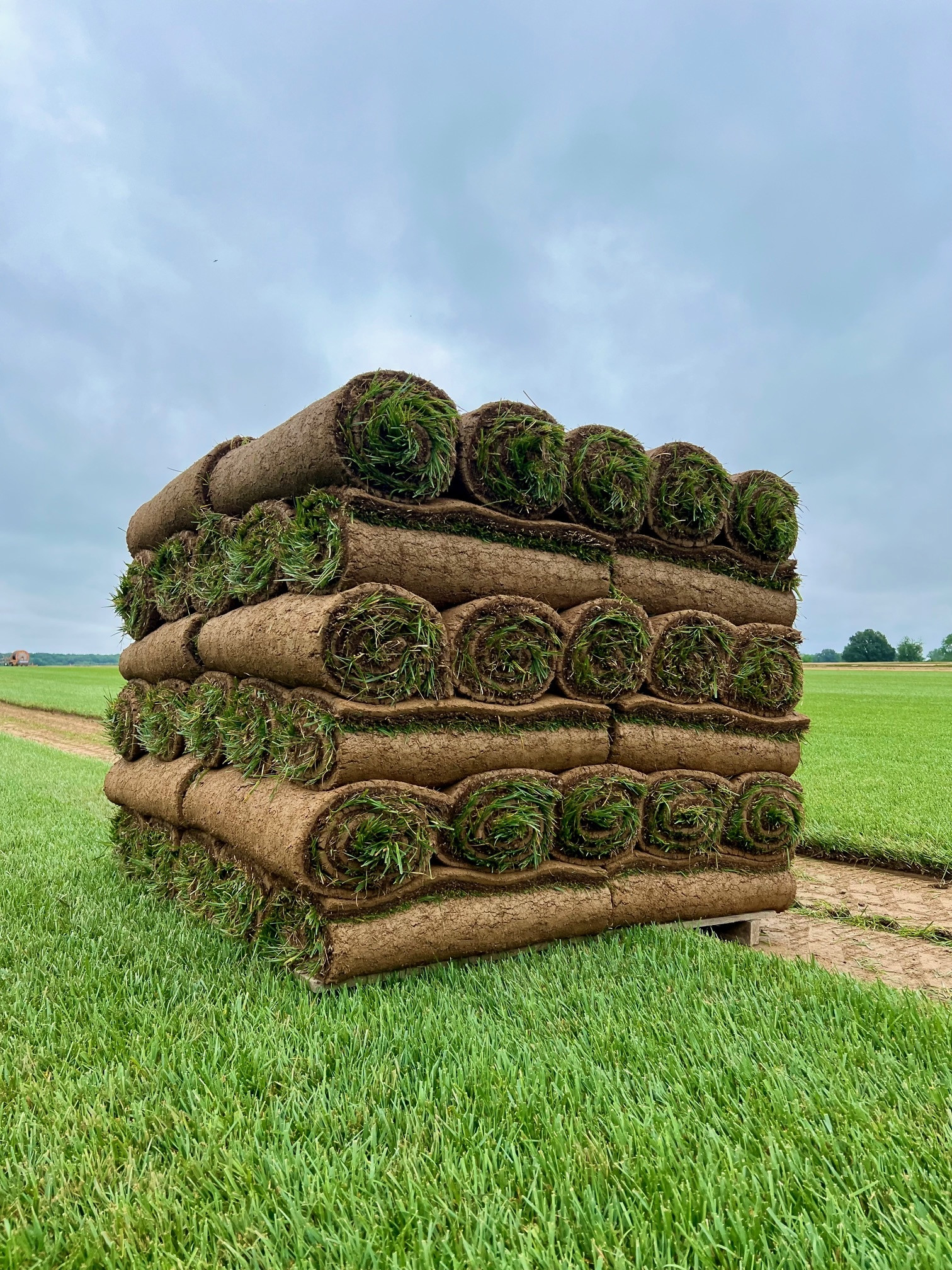 Premium State-Certified Sod for Sale – Pricing, Fresh Sod, Same-Day ...