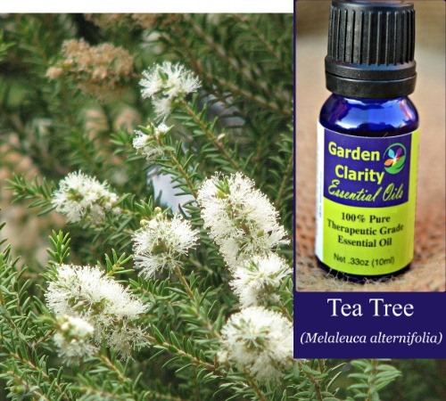 Tea Tree Therapeutic Grade Essential Oil