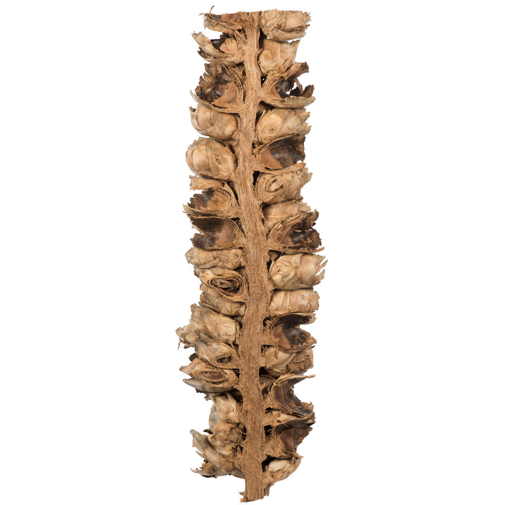 Vickerman H2GSH000 | 26-28" Natural Giant Seed Pod Half