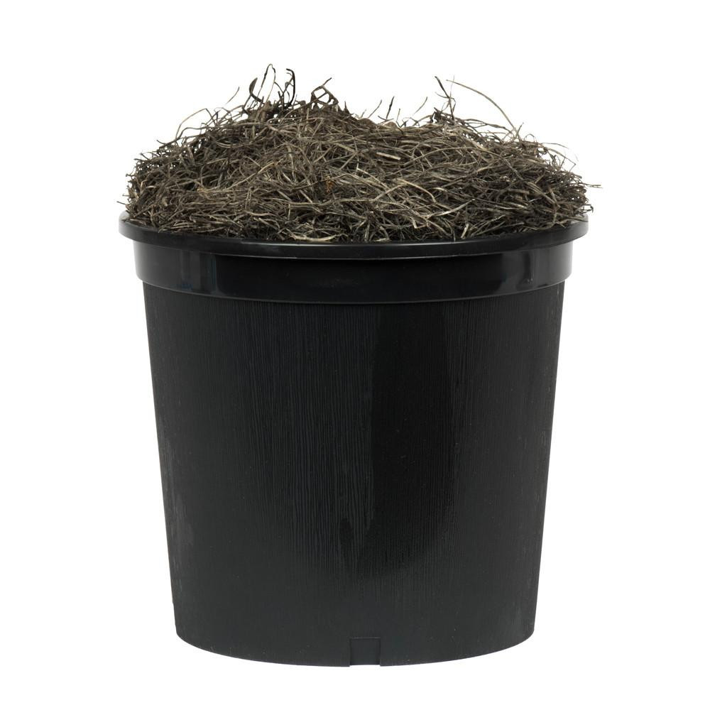 Vickerman TBU1840-06 | 4ft Artificial Japanese Maple Bush