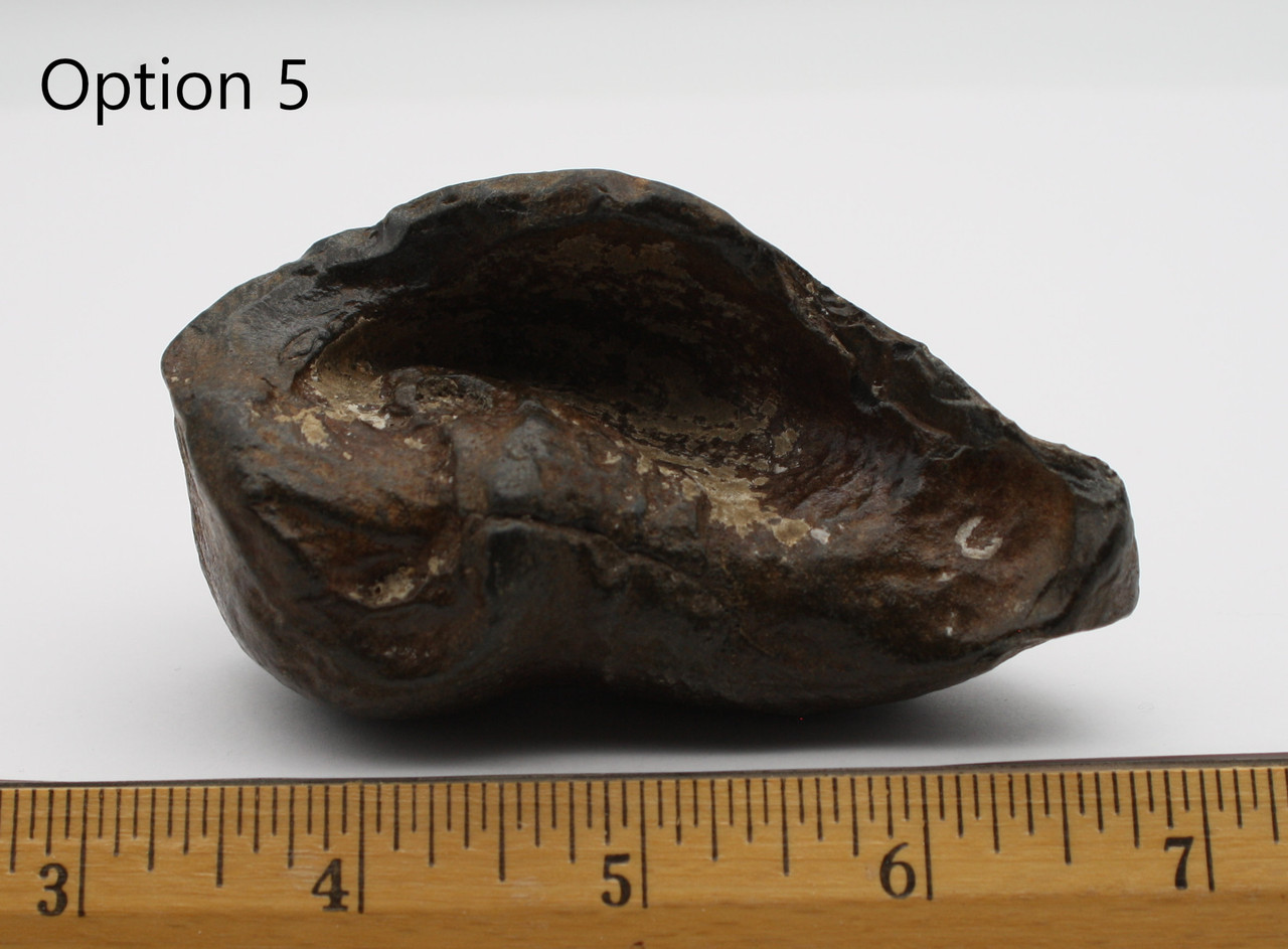 Fossilized Whale Middle Ear Bones