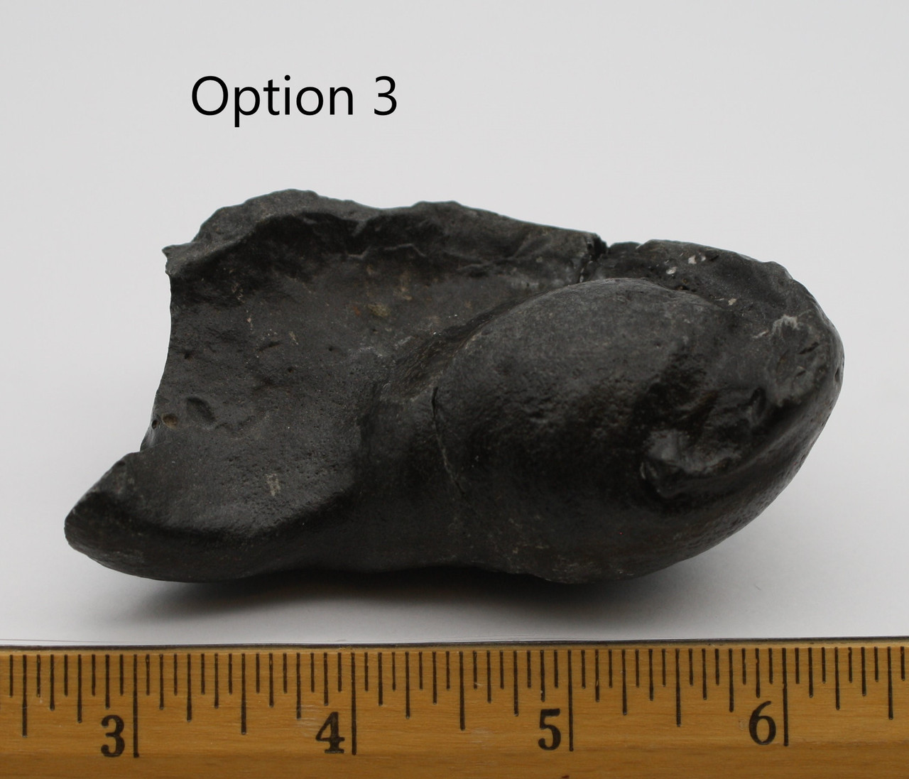 Fossilized Whale Middle Ear Bones