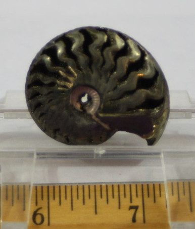 Pyritized Ammonite fossil