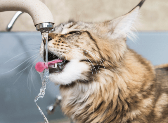 Exploring the Many Approaches to Pet Hydration