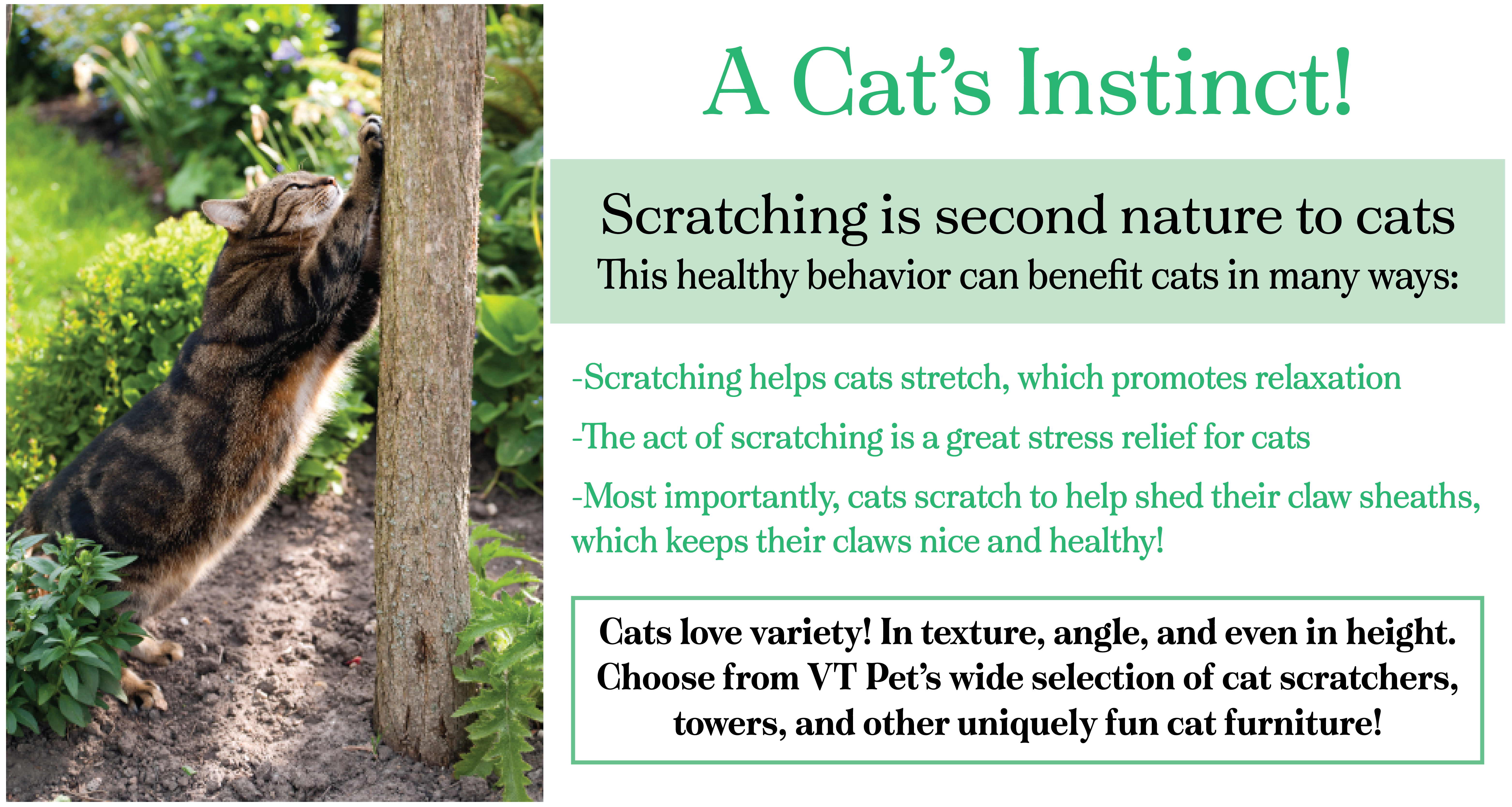 The important benefits of why cats must scratch! - Vermont Pet Food and ...