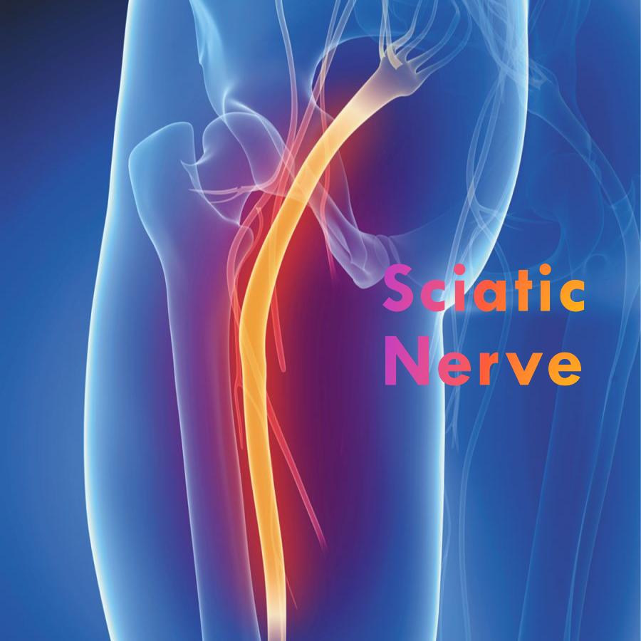 Sciatic Nerve Pain - Cause & Relief - Powerline Health